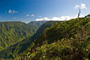 Kokee State Park Travel Guide: Things to Do + Visitor Info