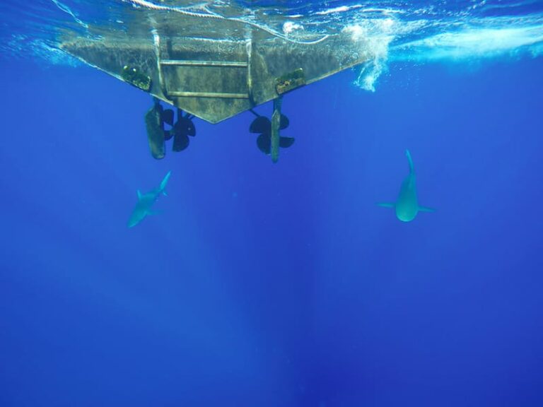 Shark Cage Diving in Oahu: 5 Best Tours + What to Expect