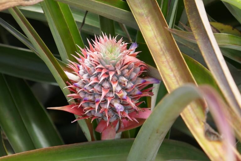 27 Tasty Hawaiian Fruits (That'll Make Your Mouth Water!)