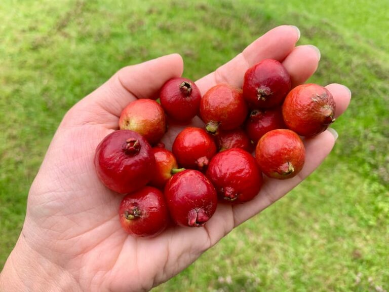 27 Tasty Hawaiian Fruits (That'll Make Your Mouth Water!)